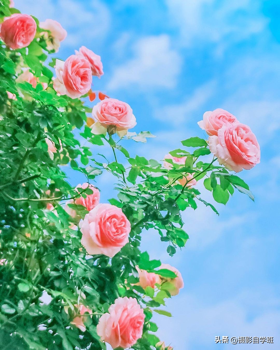 Roses bloom in March, let's learn how to shoot roses, and give you 6 ...