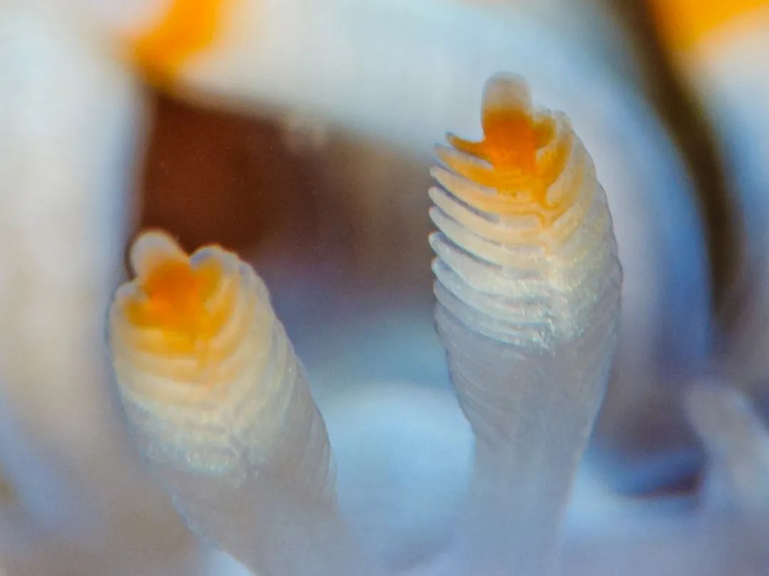 Macro photography: a fantastic and beautiful underwater world under 100 ...