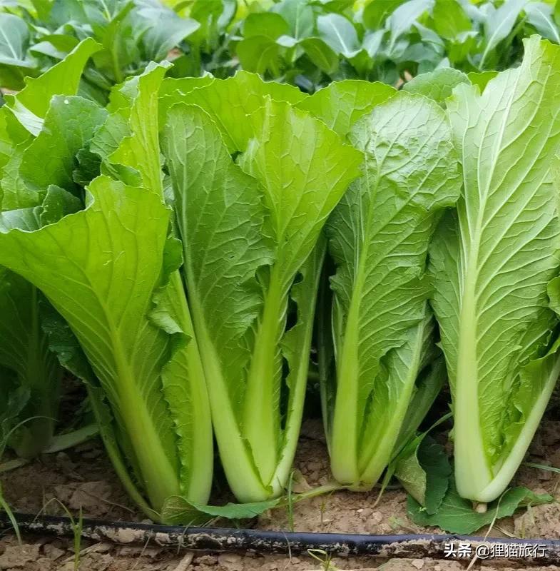 Vegetables named after "Shanghai" - Shanghai green, also known as ...