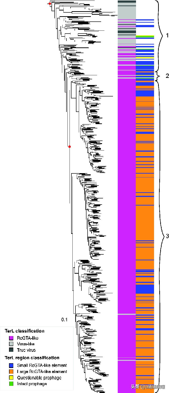 Evolution of DNA packaging in gene transfer agents, alignment of ...
