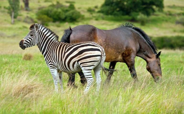 Why don't people ride zebras like horses? - iNEWS