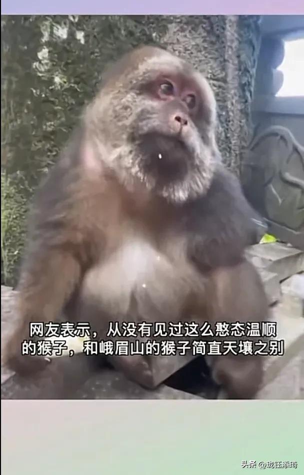 The one-armed monkey has become a mascot due to misfortune - iNEWS