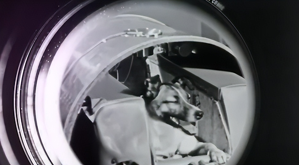 From a stray dog to a space hero, Laika's legendary life and tragic ...