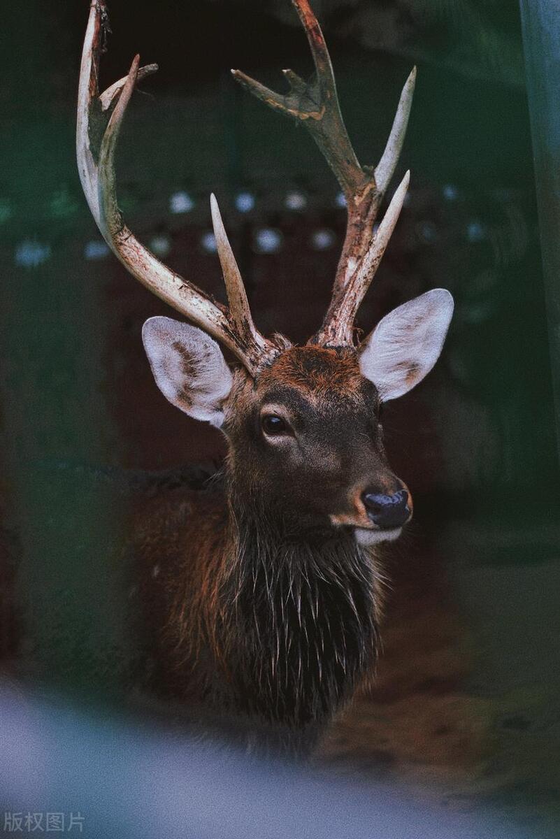 Do you know one of the most timid animals in the world, who instantly ...