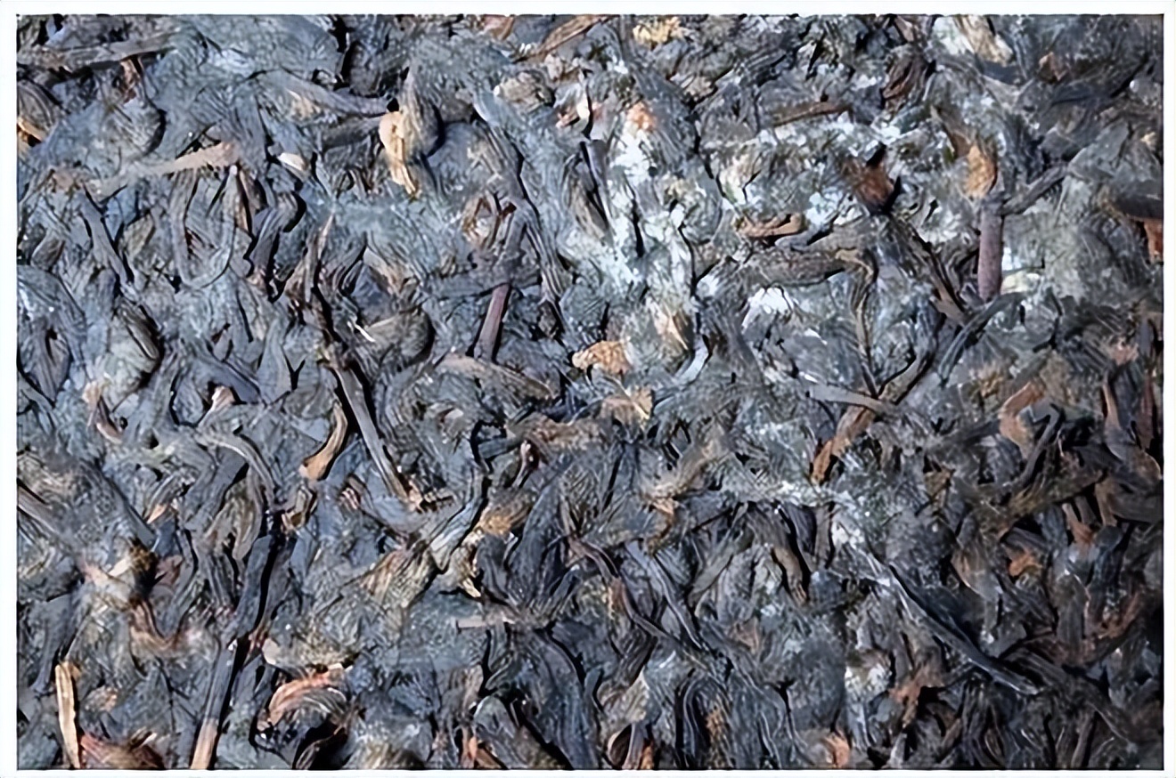 One gram of cooked tea has 500 million molds. Drinking cooked tea is ...