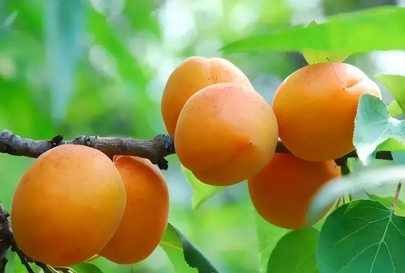 In the summer in Fan Chengda's poems, the plums are golden and the ...
