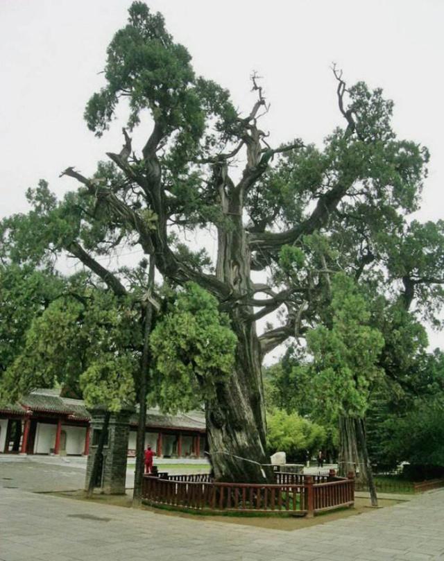 7 "National Treasure" trees, among which the welcoming pine is only ...