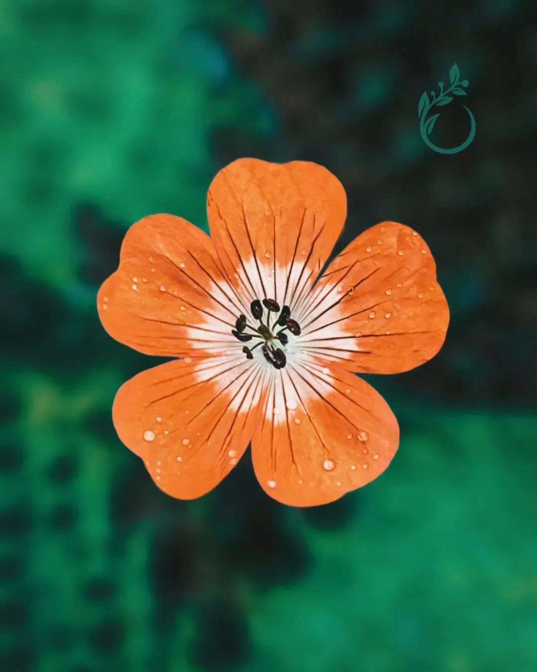 perfectly symmetrical flowers - iMedia