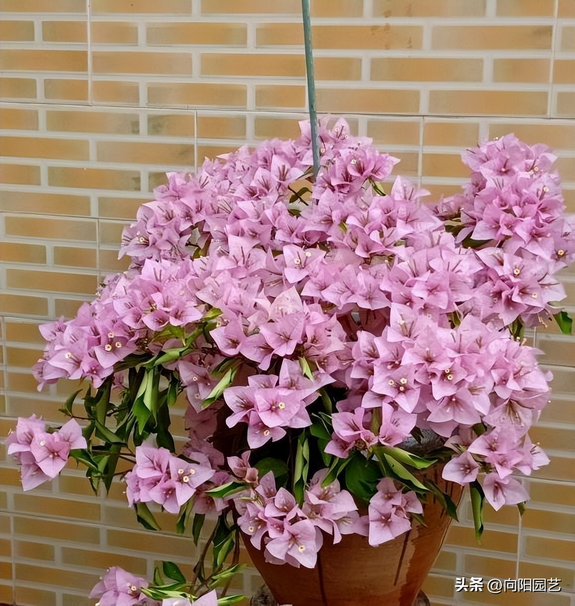 Growing flowers, the most afraid of rotten roots, to solve the problem ...