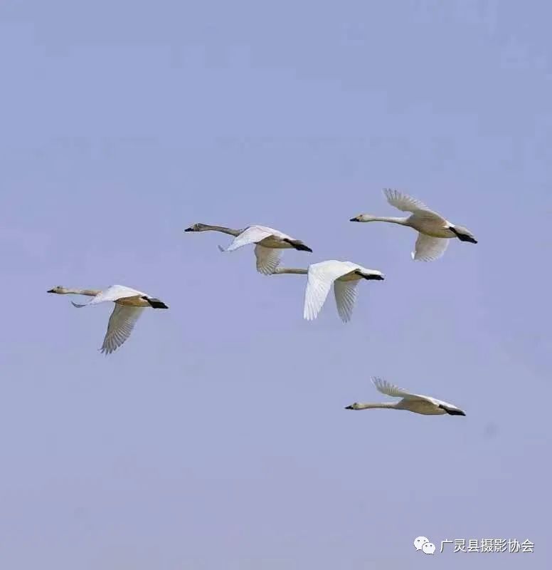 Guang Ling: The Station of the Swan - iNEWS