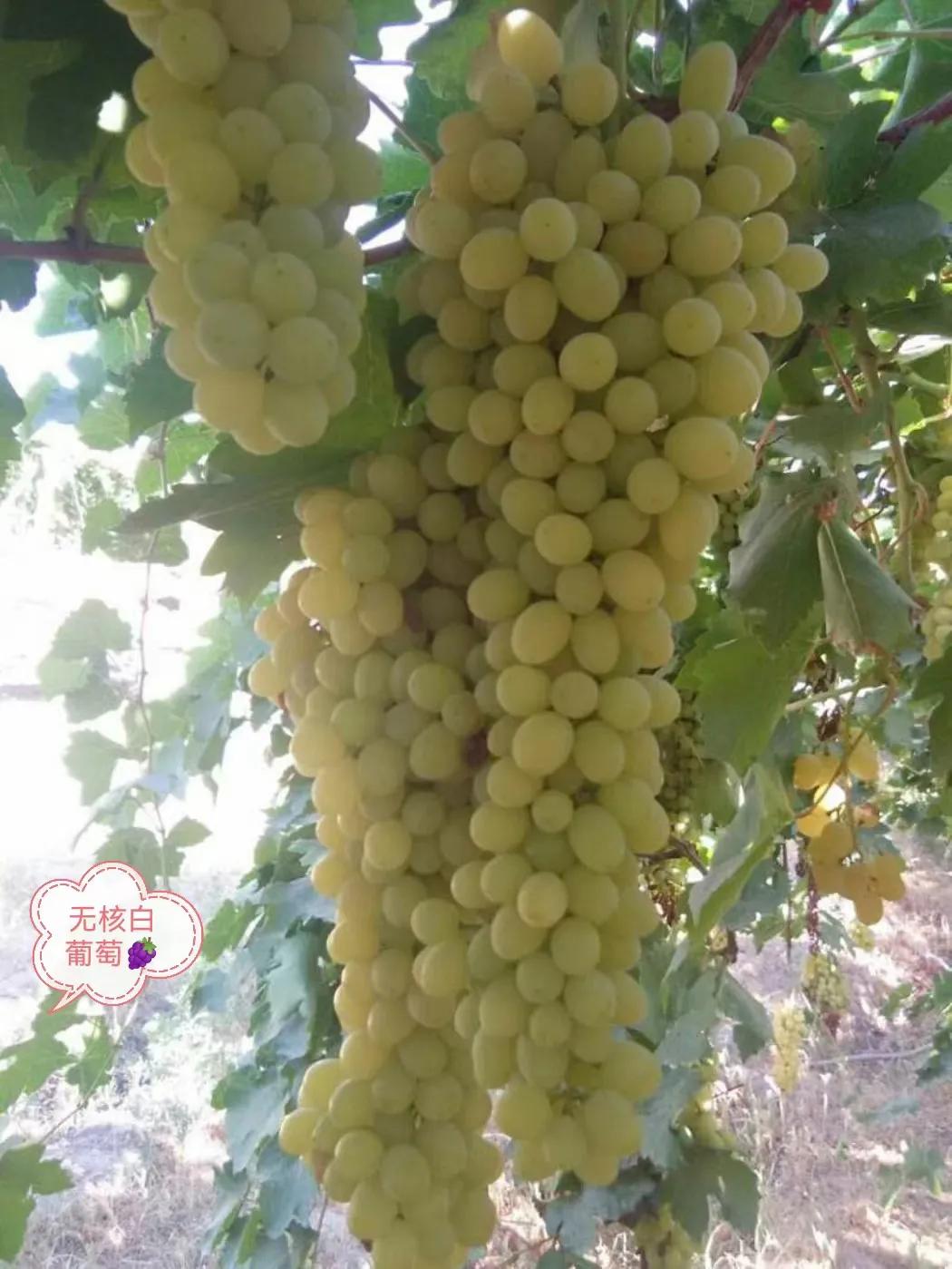 Grape Ripe Season ~ Top 10 Most Delicious Grapes - iNEWS