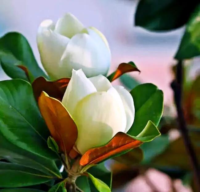 Original Flower Works·Lotus Magnolia· - iNEWS