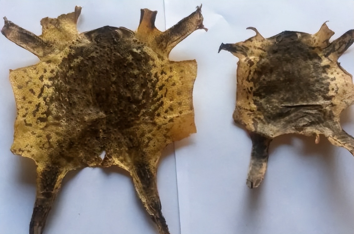 Toad skin can fight cancer, clear away heat and cool blood, detoxify ...