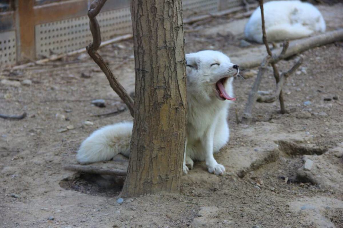 An animal appeared in Putuo, Shanghai, covered in snow, sneaking into ...