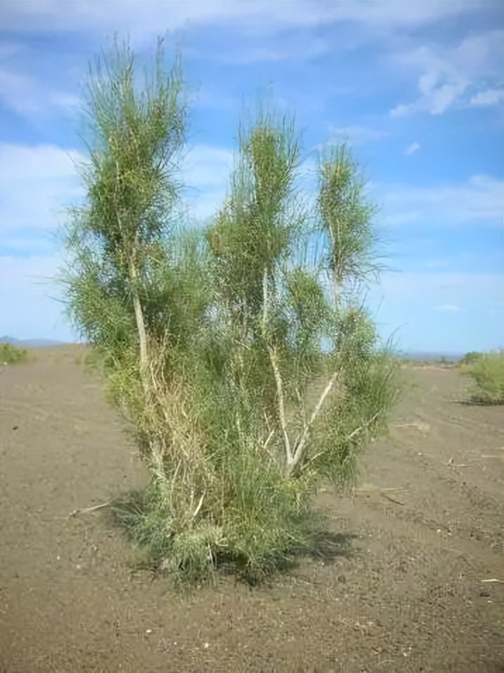 I have planted a Haloxylon tree on my mobile phone for 2 years, and ...