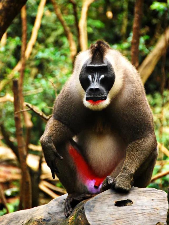 super big head monkey - iNEWS