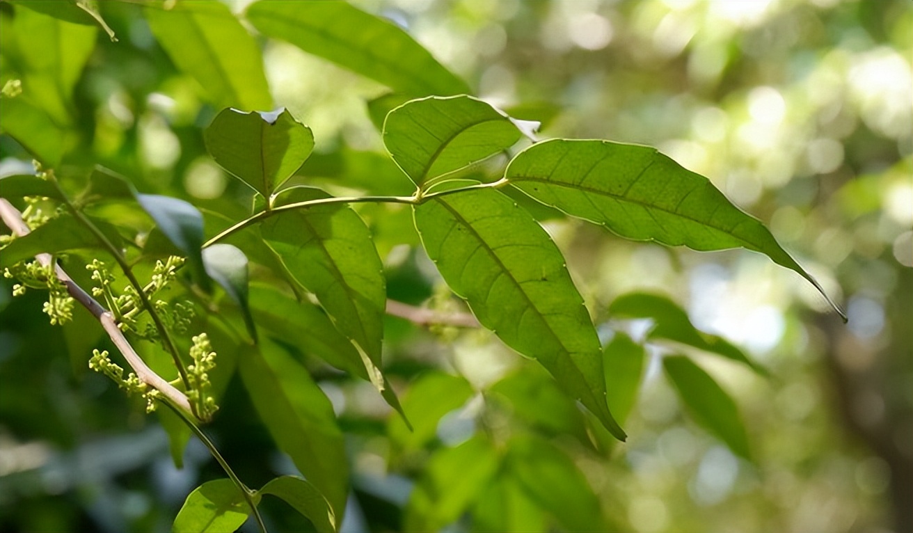 Take you to identify Uncaria - iMedia