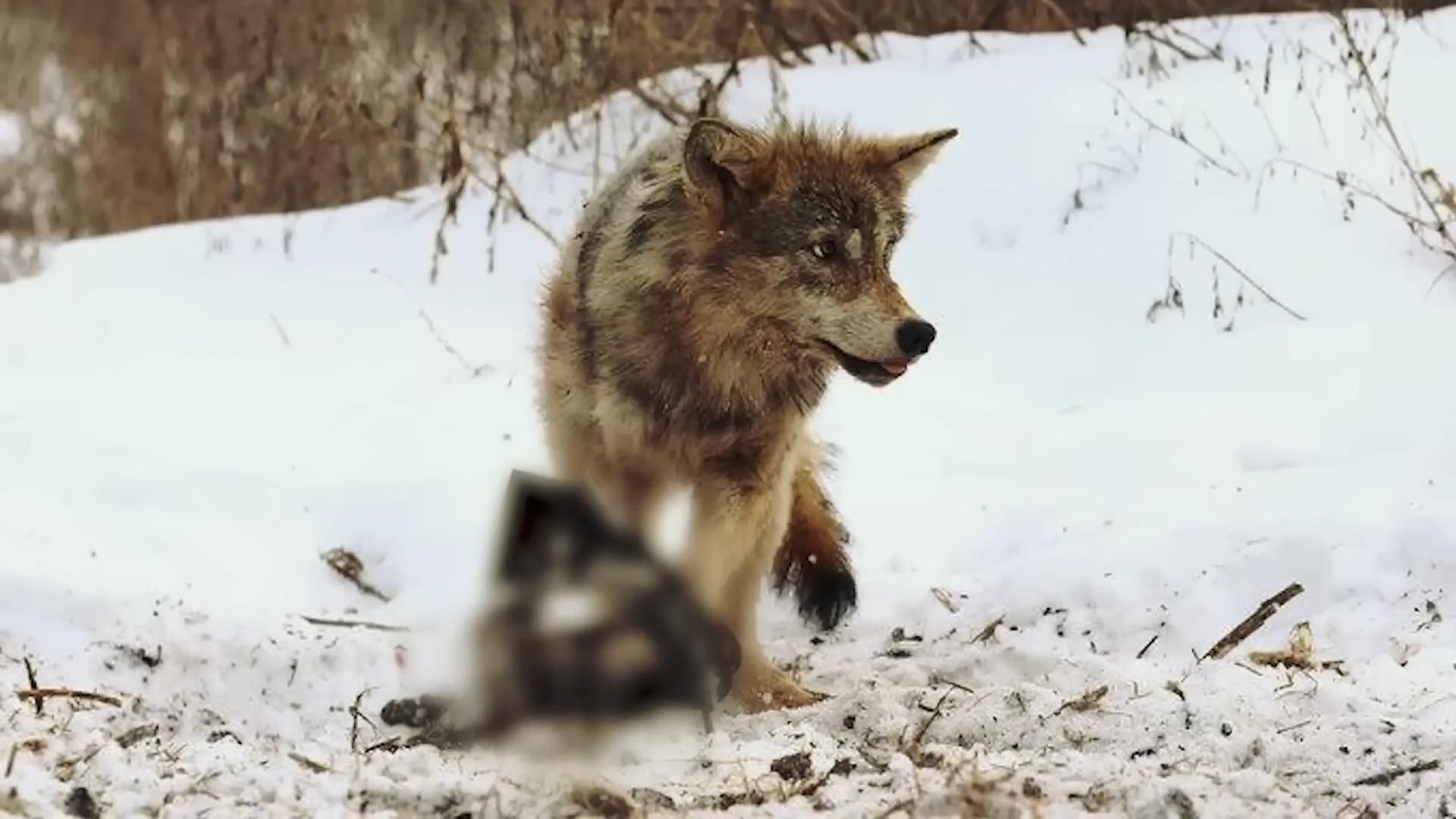 Walking in the snowy forest, I accidentally rescued a litter of wolf ...