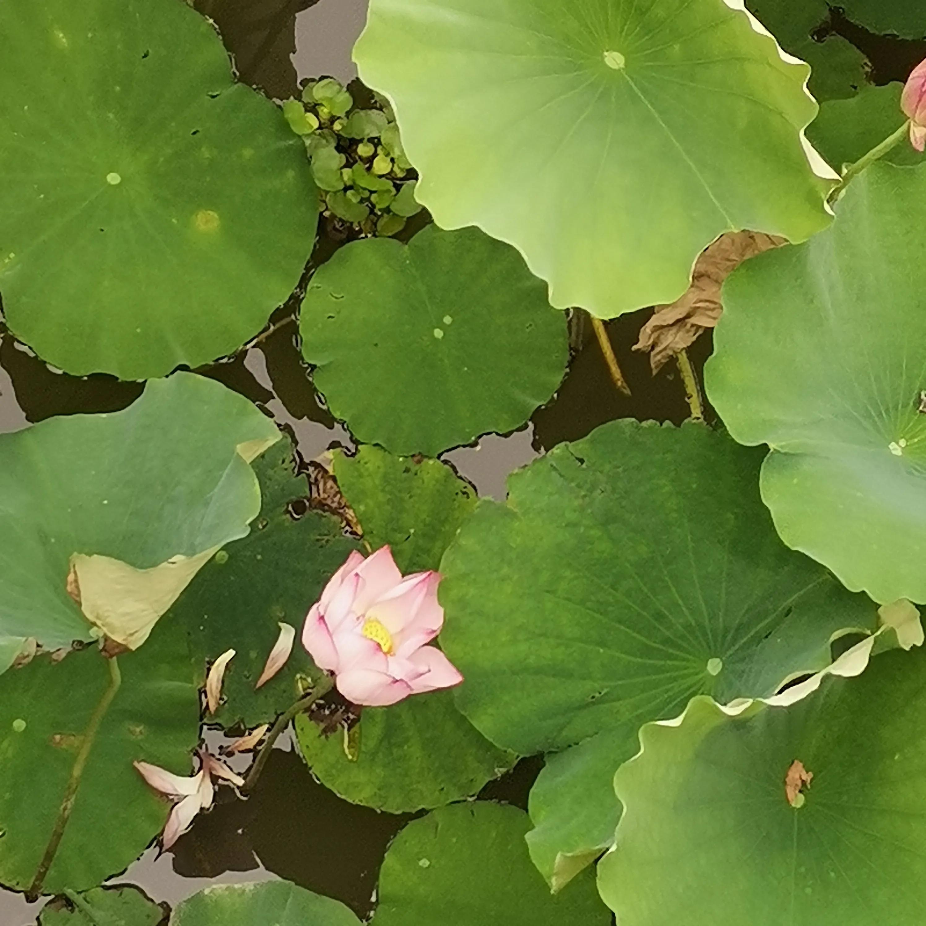 Swim back to Wanhu National Wetland Park - iNEWS