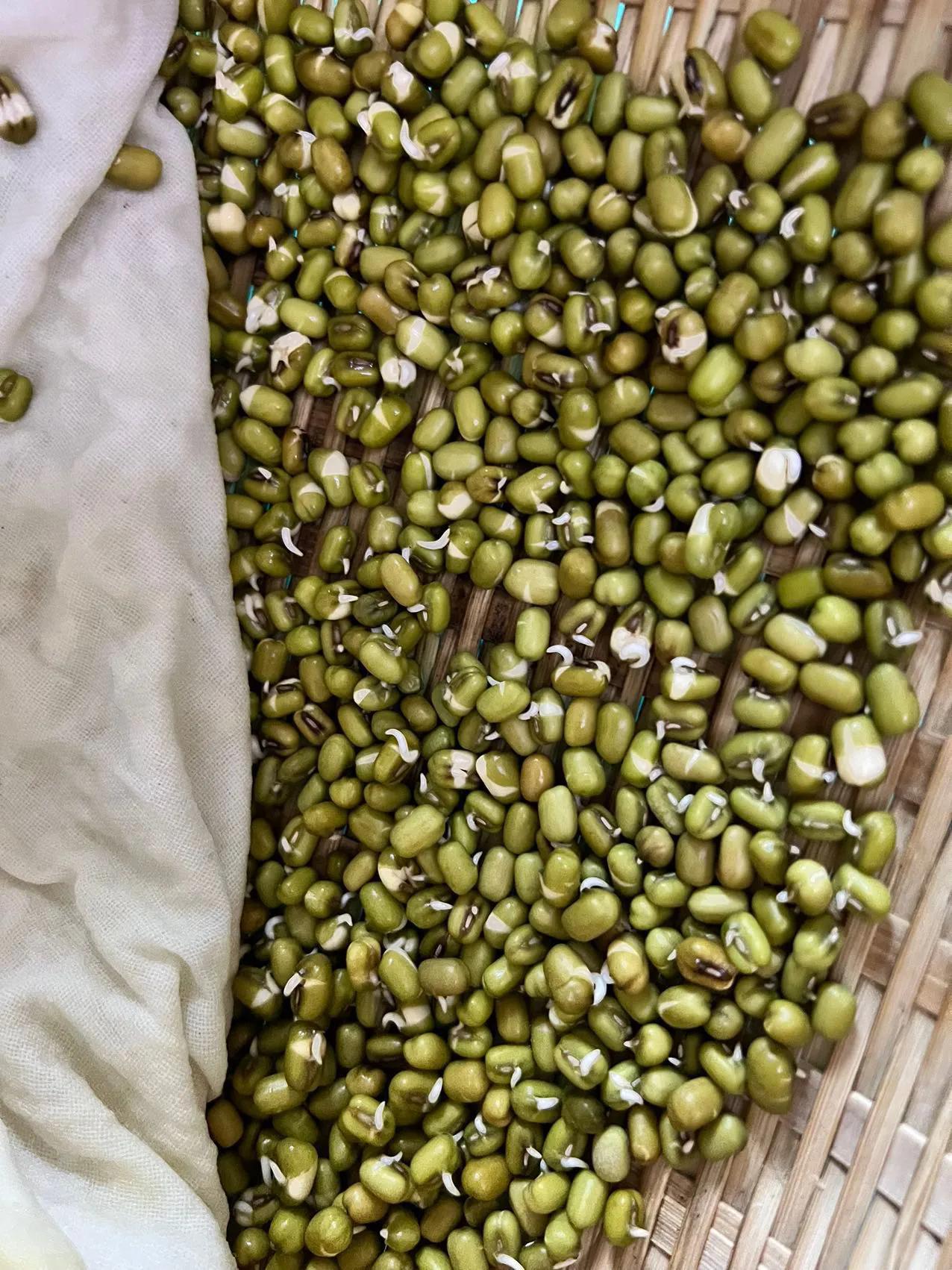 Mom taught me the process of making bean sprouts - iNEWS