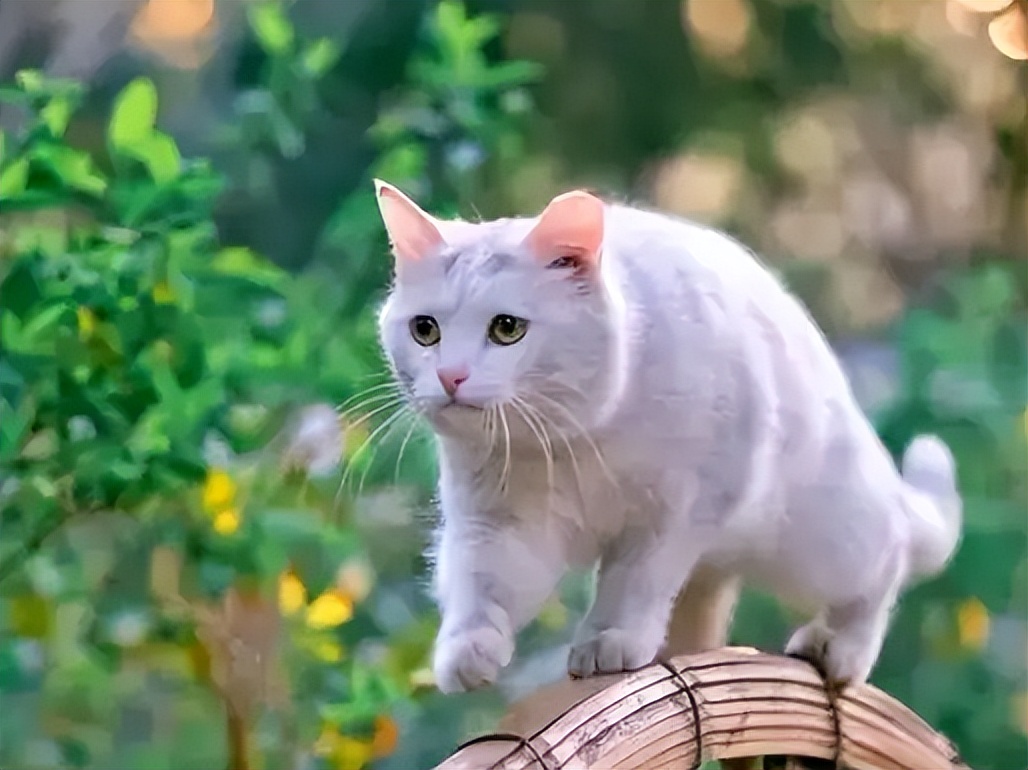 Why are more and more people raising pastoral cats?After raising it, I ...