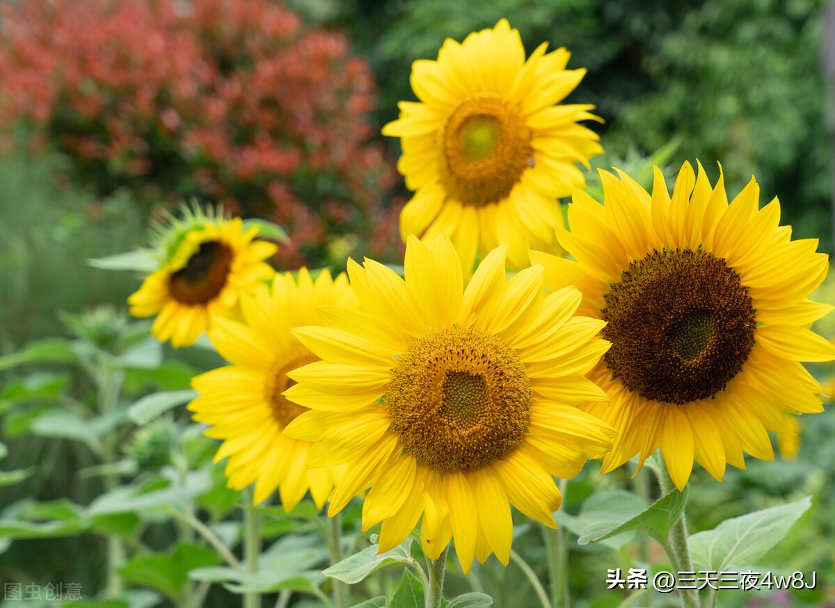 Four constellations, lucky stars are shining brightly, good fortune is ...