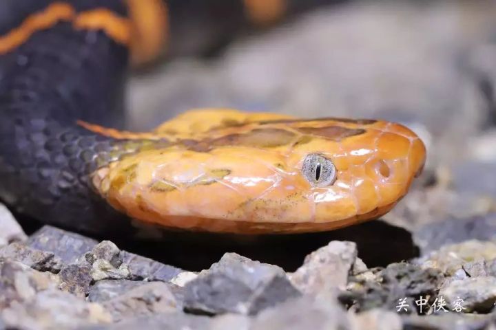 Common snakes in China (under the highly venomous snake) - iMedia