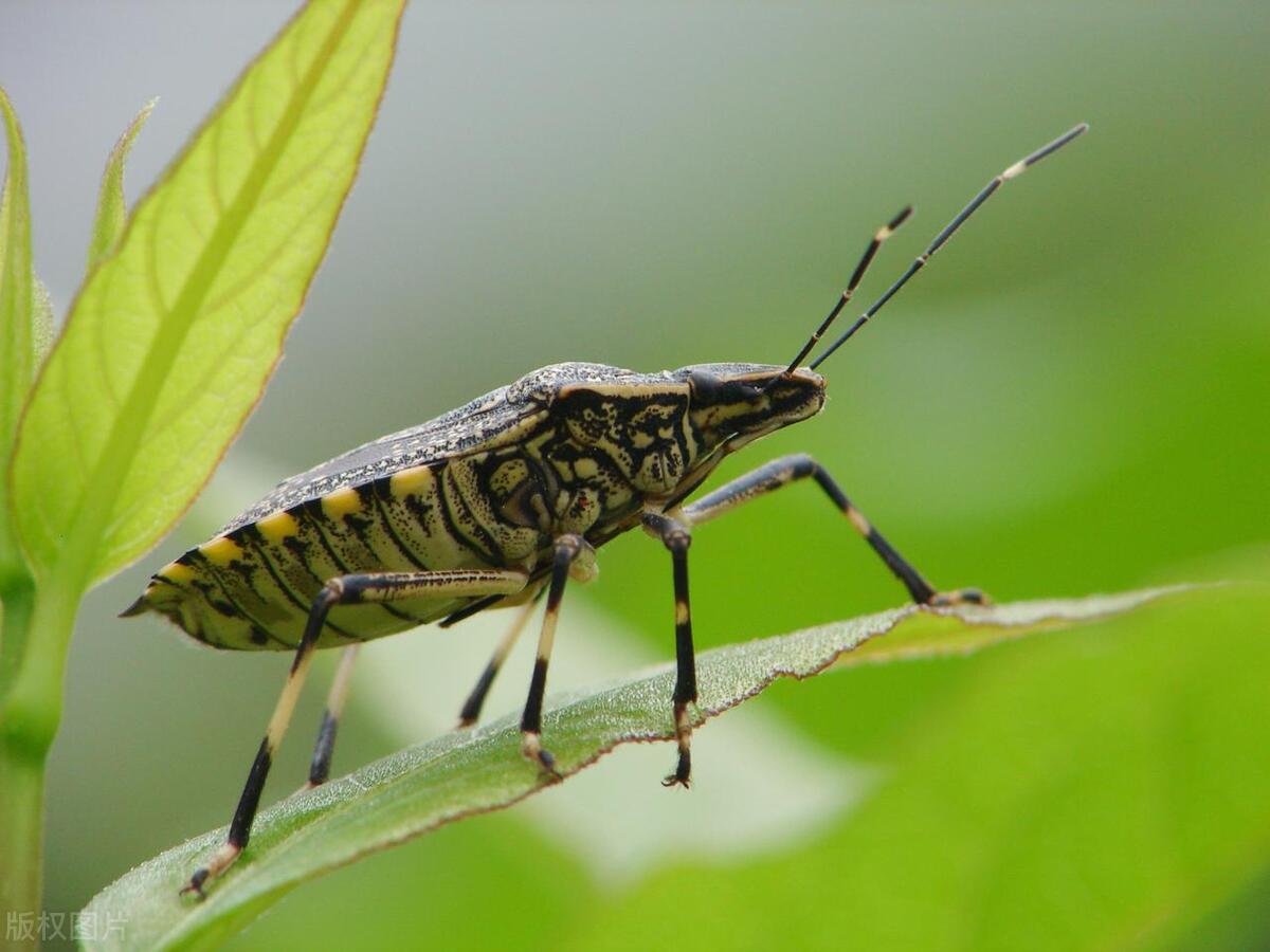 Get to know stinkbugs: black, hard-shelled, flying, buzzing, like a big ...