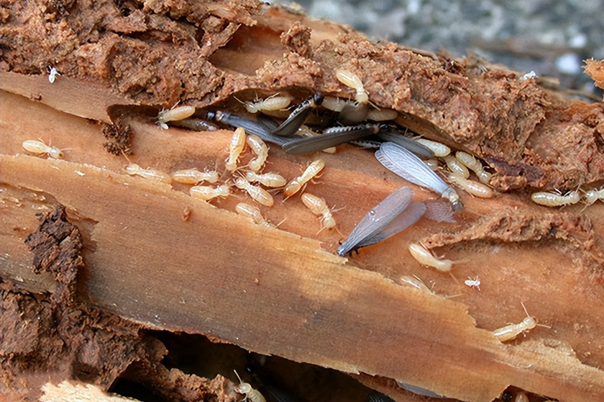 Entering the termite flying period, how should we prevent and eliminate ...