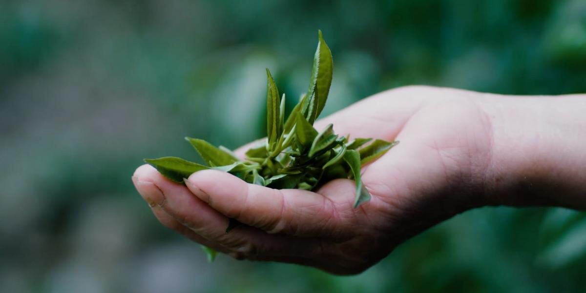 Tielong Shibi Tea Harvest Chapter (1) - iNEWS