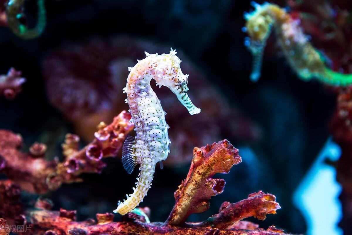 The Amazing Journey of a Seahorse Dad: Why Are They Taking on the ...