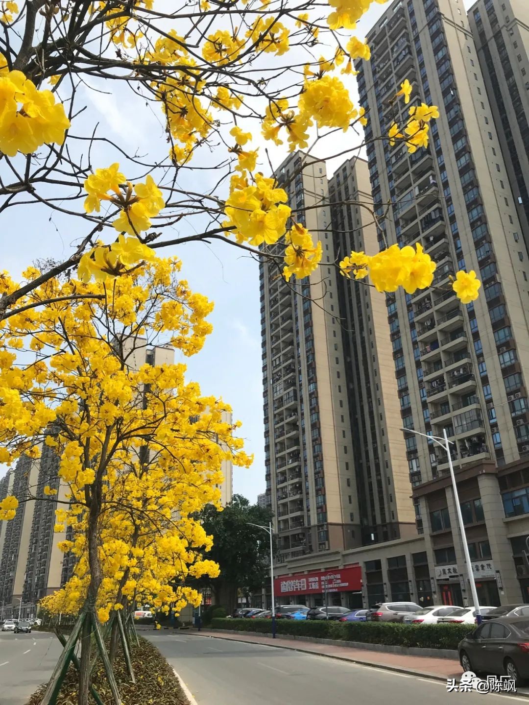 Ronggui, Shunde: Yellow Suzuki blooms in Phoenix Bay - iNEWS