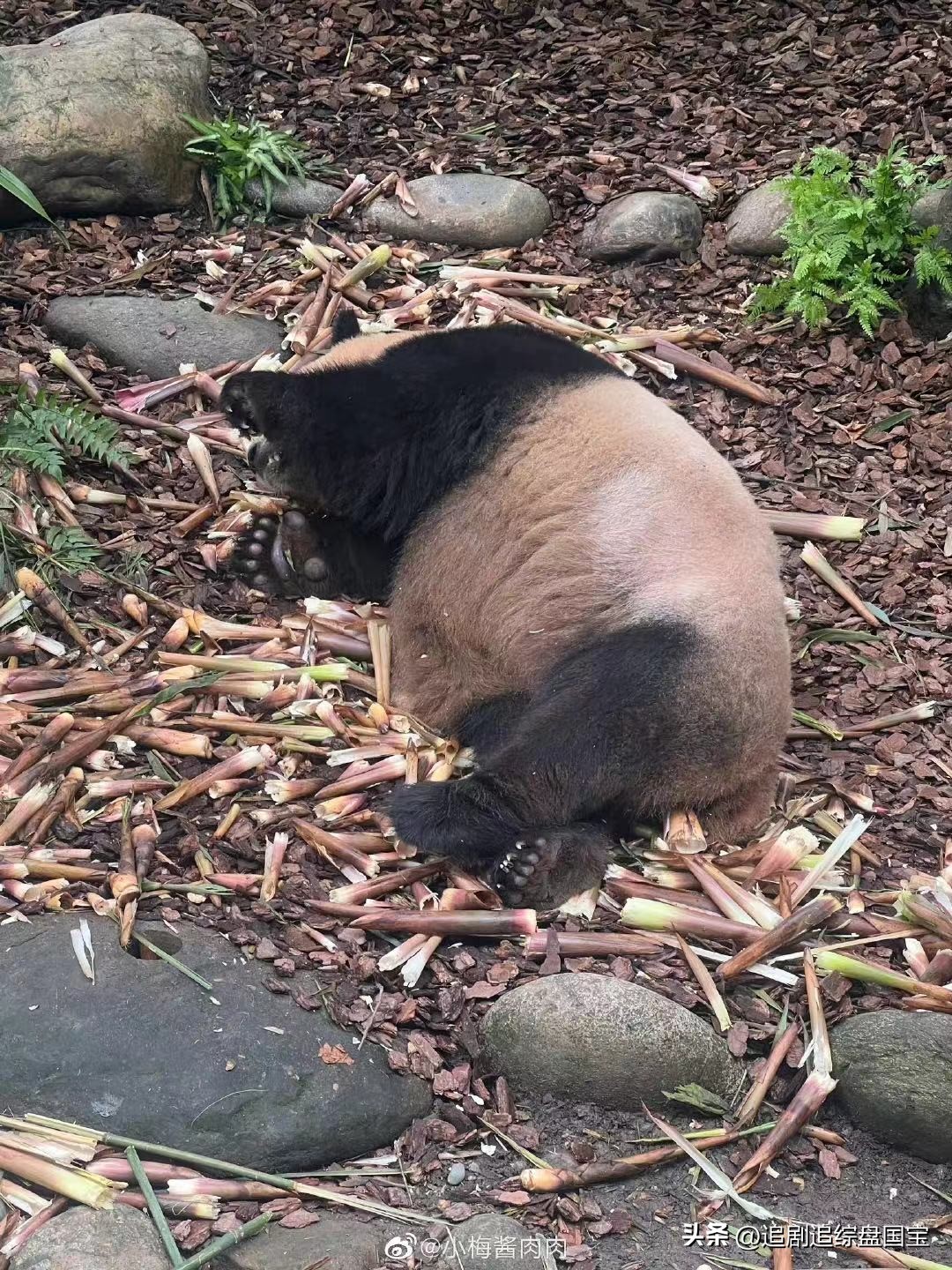 "Pumpkin Wild Spokesperson" Giant Panda Meilan Rourou in Pan Guobao ...