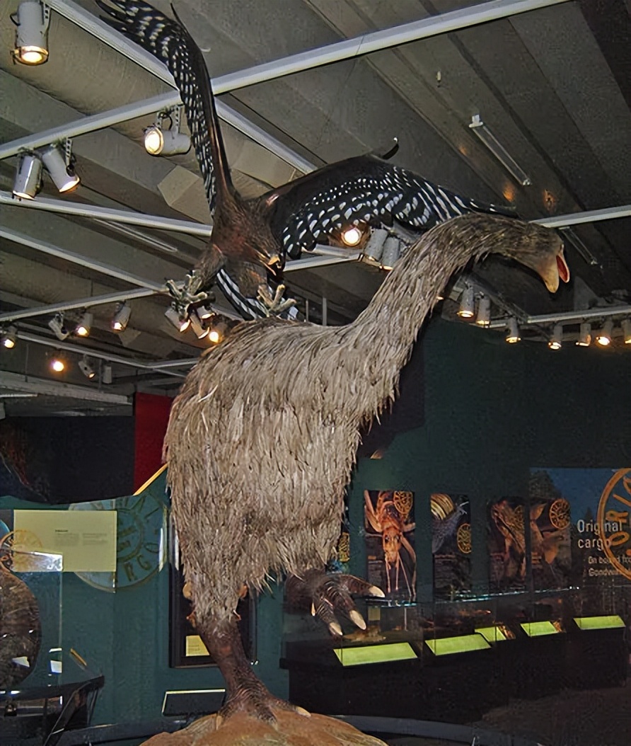 The giant eagle that once preyed on humans - the Haast eagle - iMedia