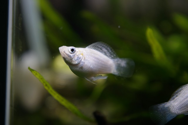 Smell Fish: Explore the extremely keen olfactory system of fish and ...