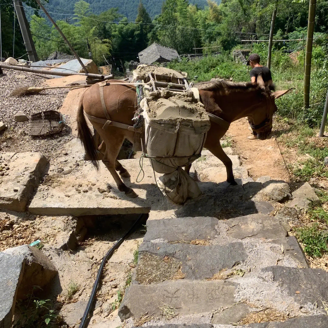 Are mules hybrids? Compared with donkeys and horses, what are the ...