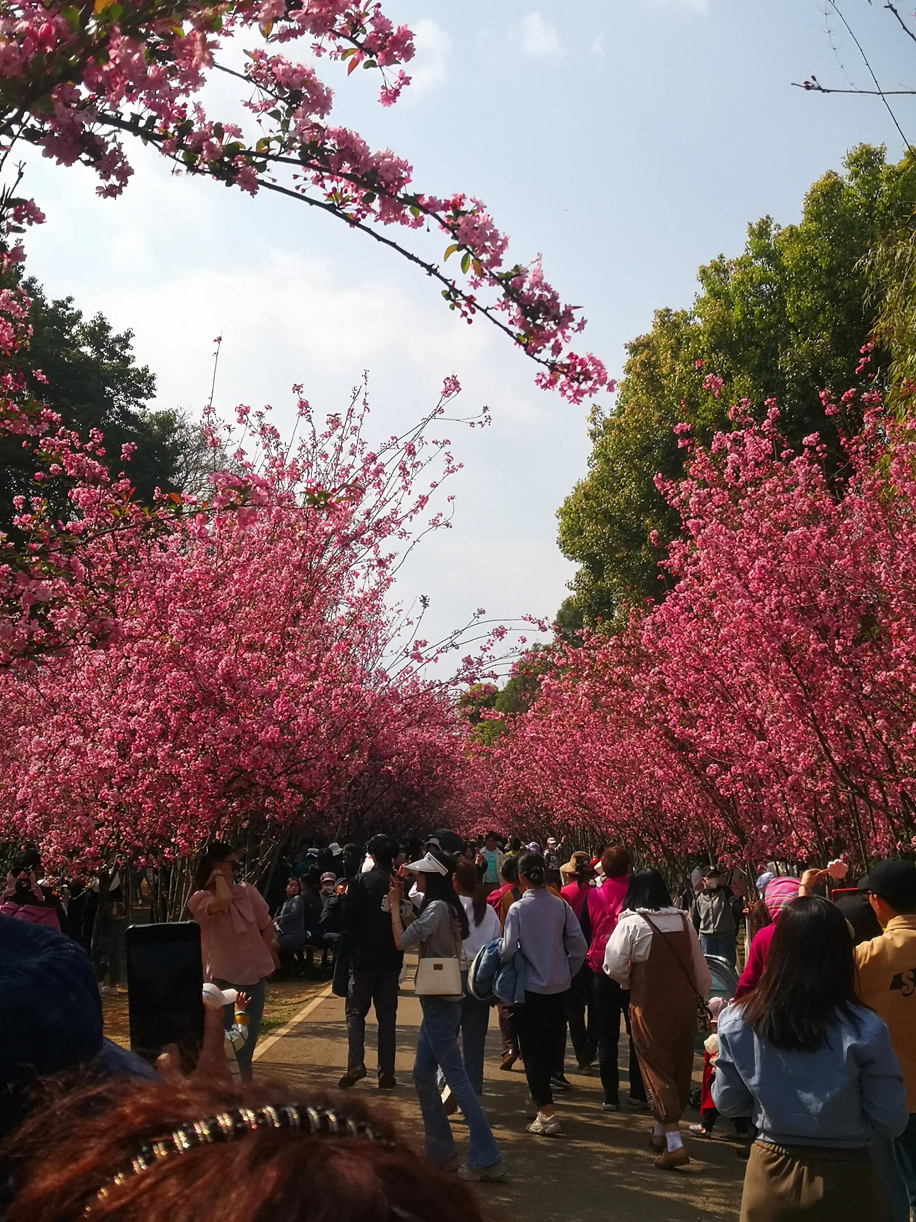 Seeing Cherry Blossoms in Kunming (8) - iNEWS