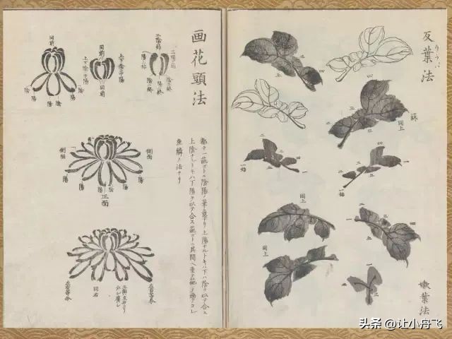 Qing Dynasty Shen Quan [Book of Chrysanthemum Painting Techniques] - iMedia