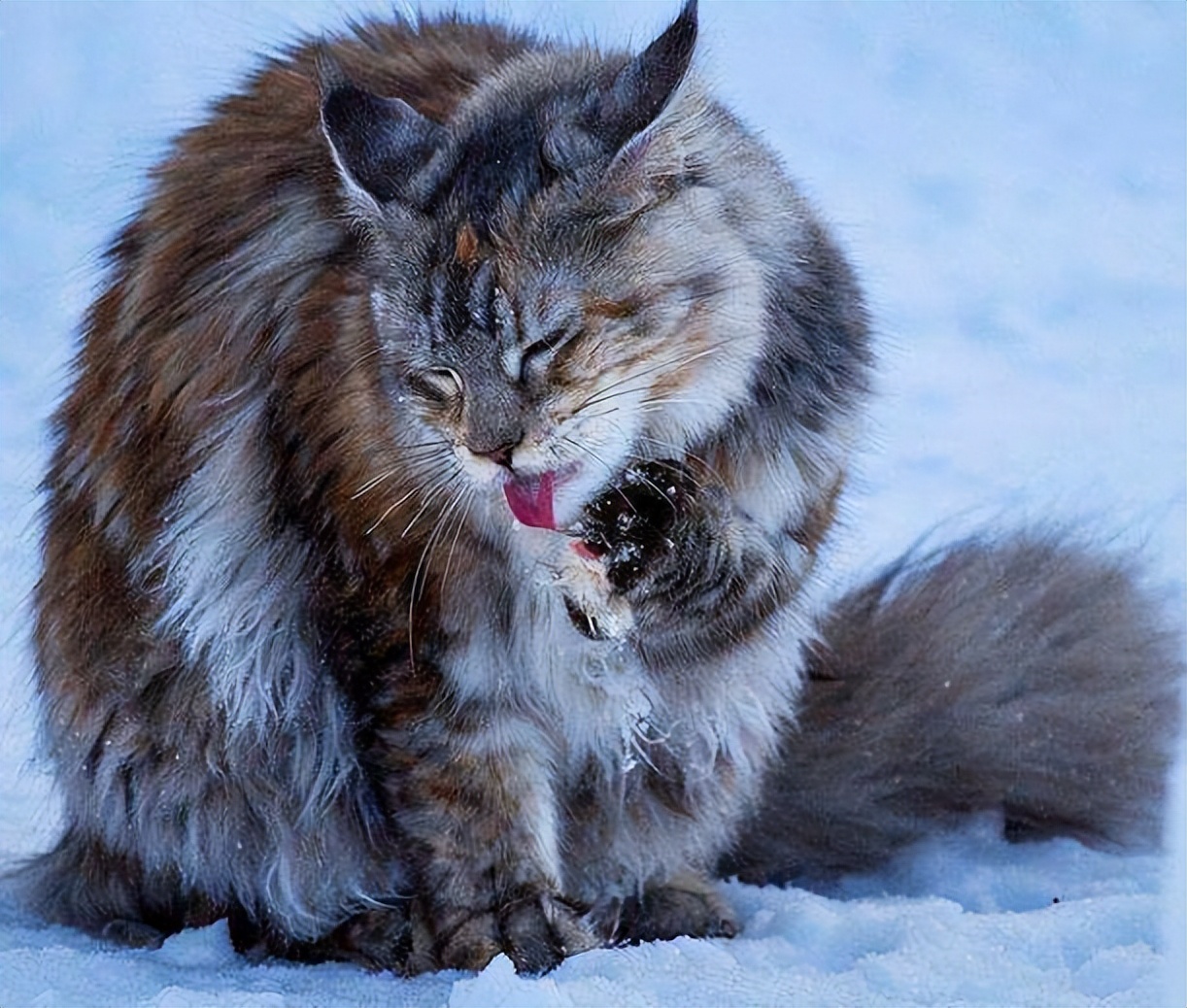 What is the charm of the top cat in the cat world-"Main Coon cat"? - iNEWS