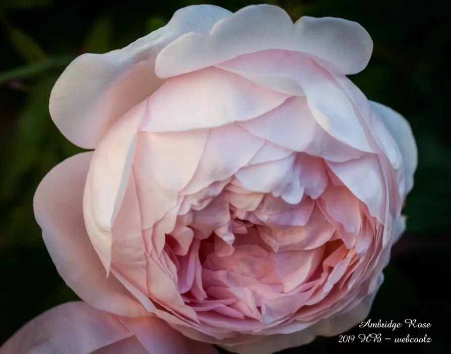 Austin Wonder (Ambridge Rose, Ambridge) - iMedia