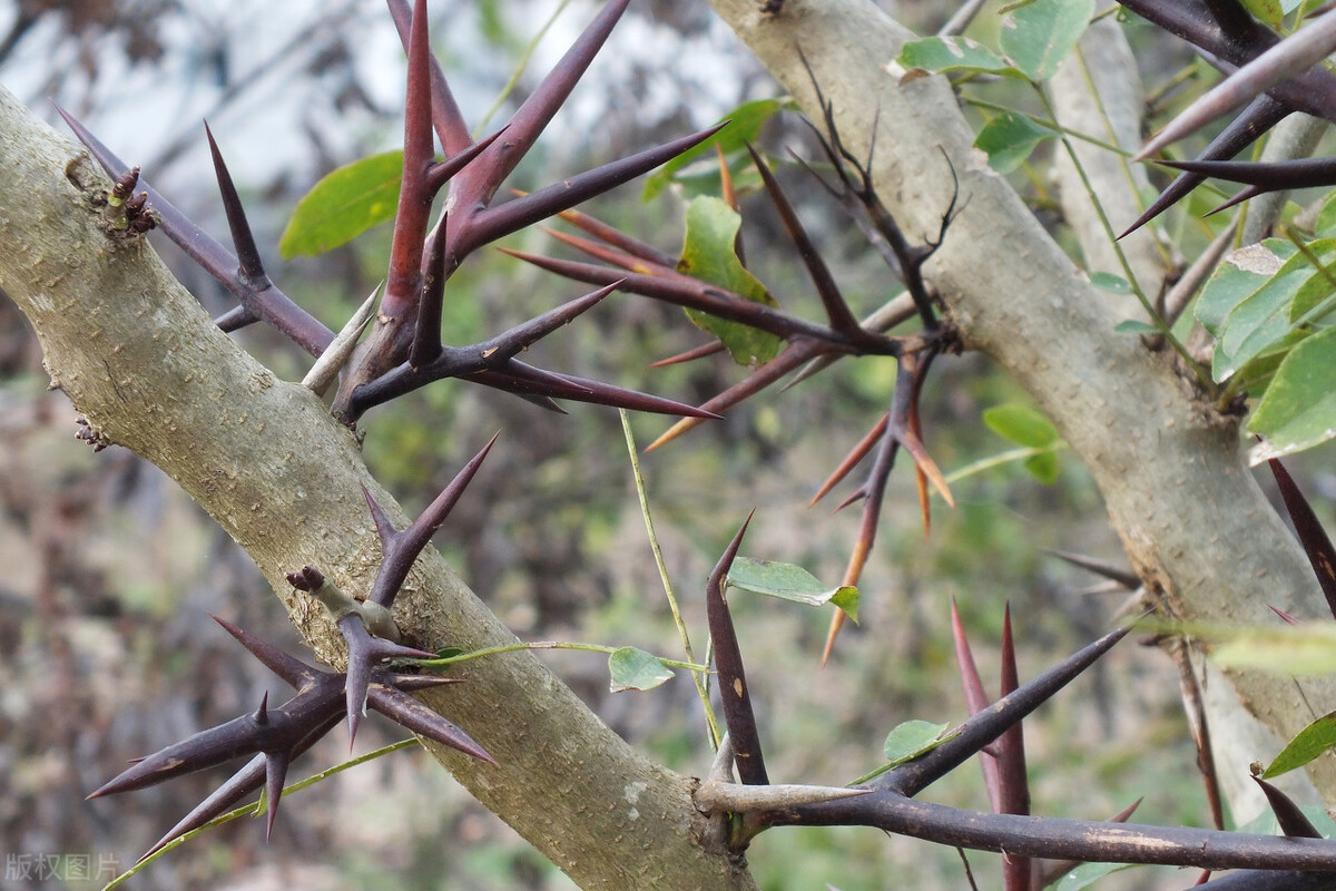 Saponin, which was used as soap in the past, tastes fragrant and ...
