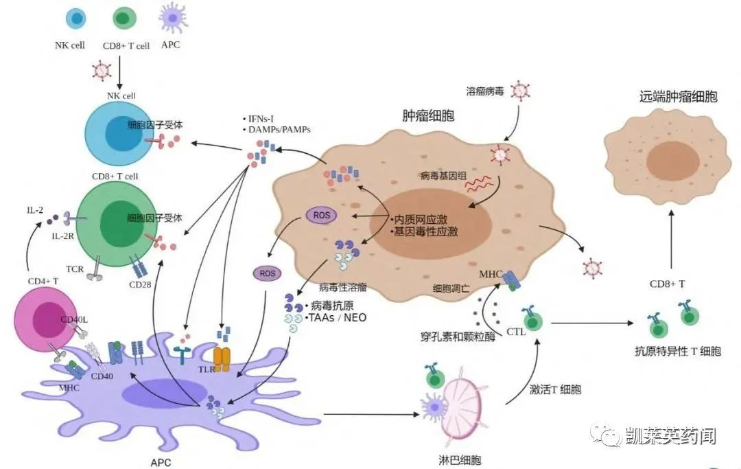 New progress in oncolytic virus! Nuojian Biological VG161 was granted ...