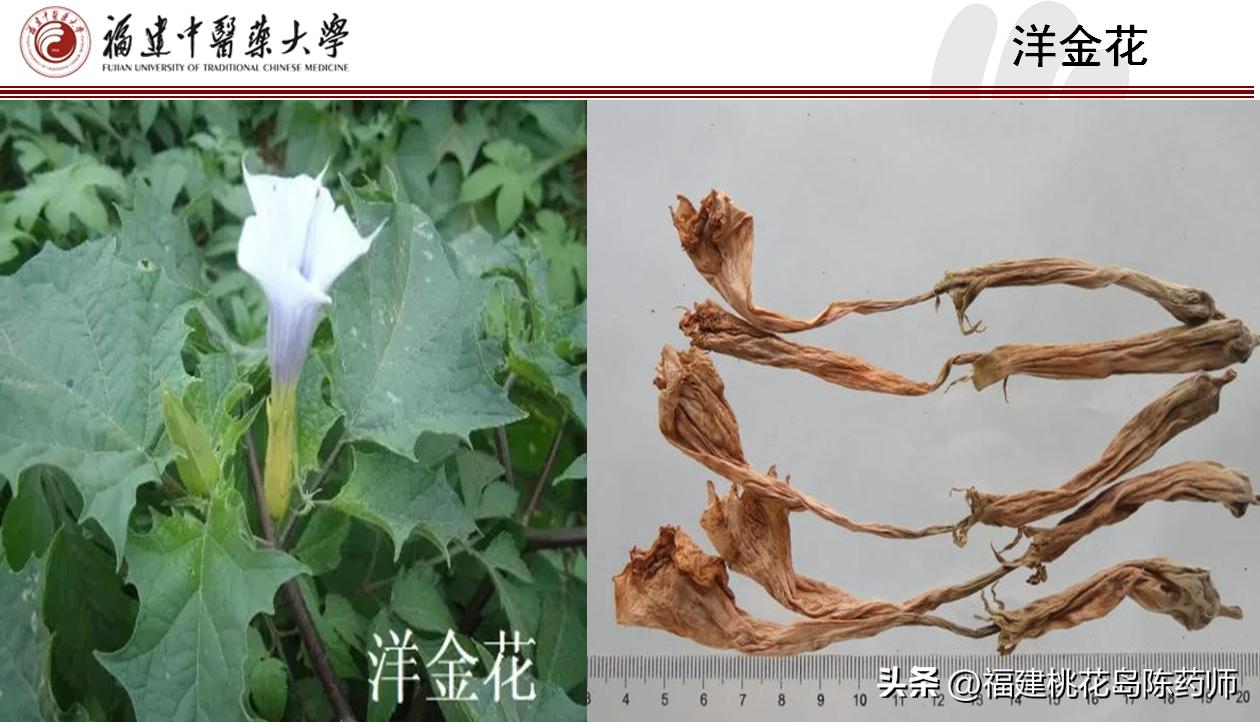 Plant-based poisonous traditional Chinese medicine (part 2)—② - iNEWS