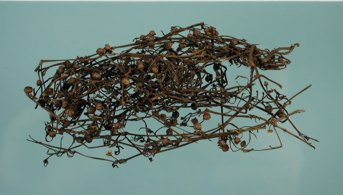 Take you to identify Hedyotis diffusa - iMedia