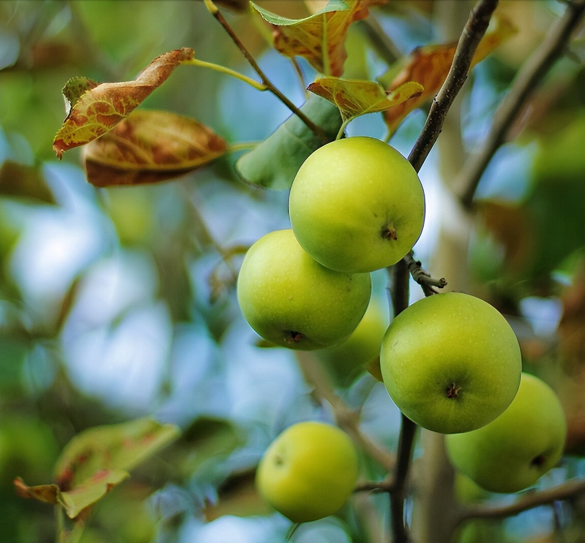 Protecting natural treasures, a trip to the wild apple grove in ...