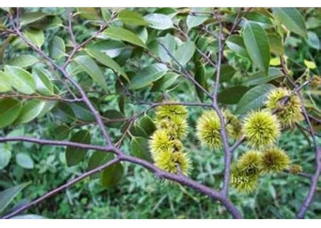 Childhood Memories of Mishiko - iMedia