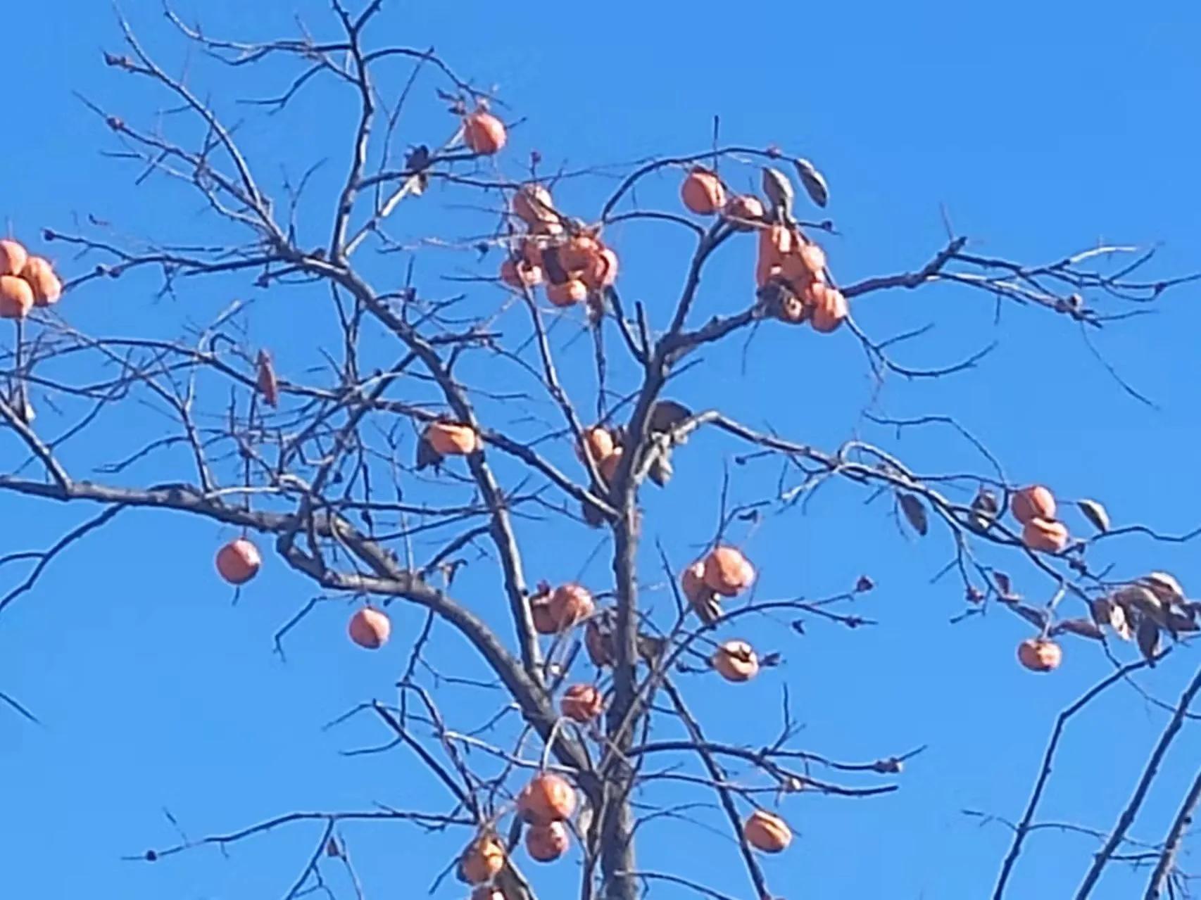 Original New Poem: Deep Autumn Persimmon Red Feels Deeply Expressed - iNEWS