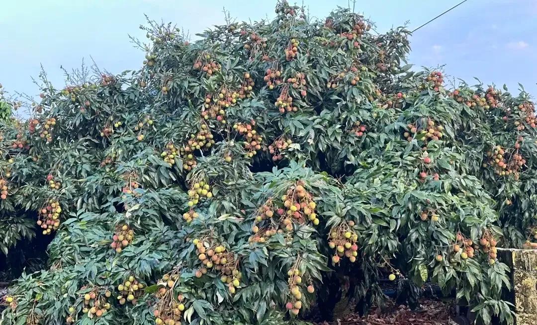 The lychees are ripe, waiting for you to pick them - iNEWS