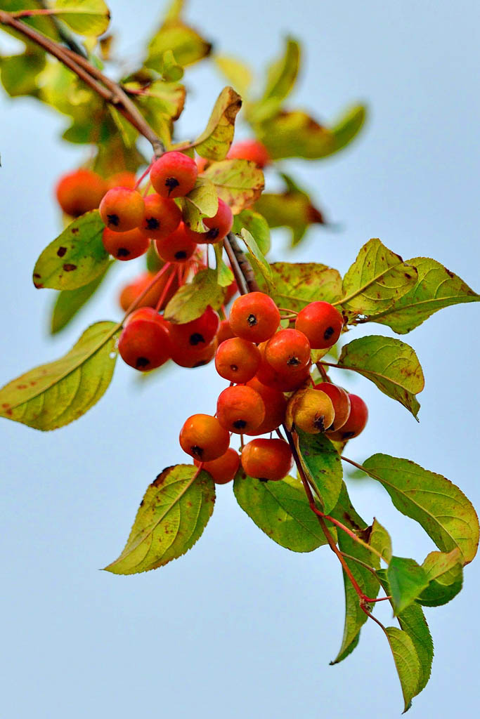 Yannan Park Red Leaf Forest, a new Internet celebrity check-in place - iNEWS