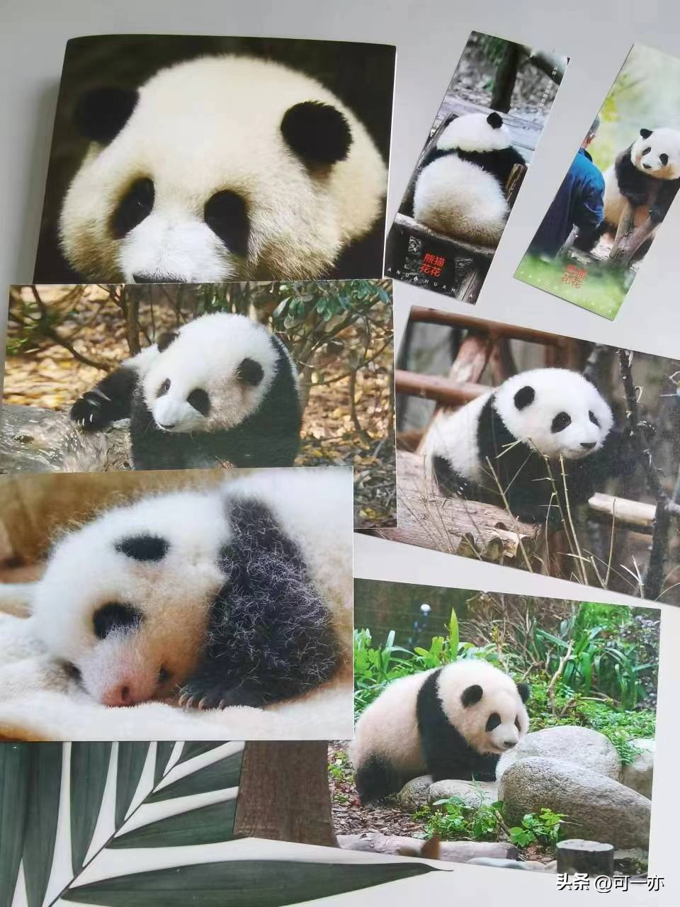 Huahua's charming world - iMedia